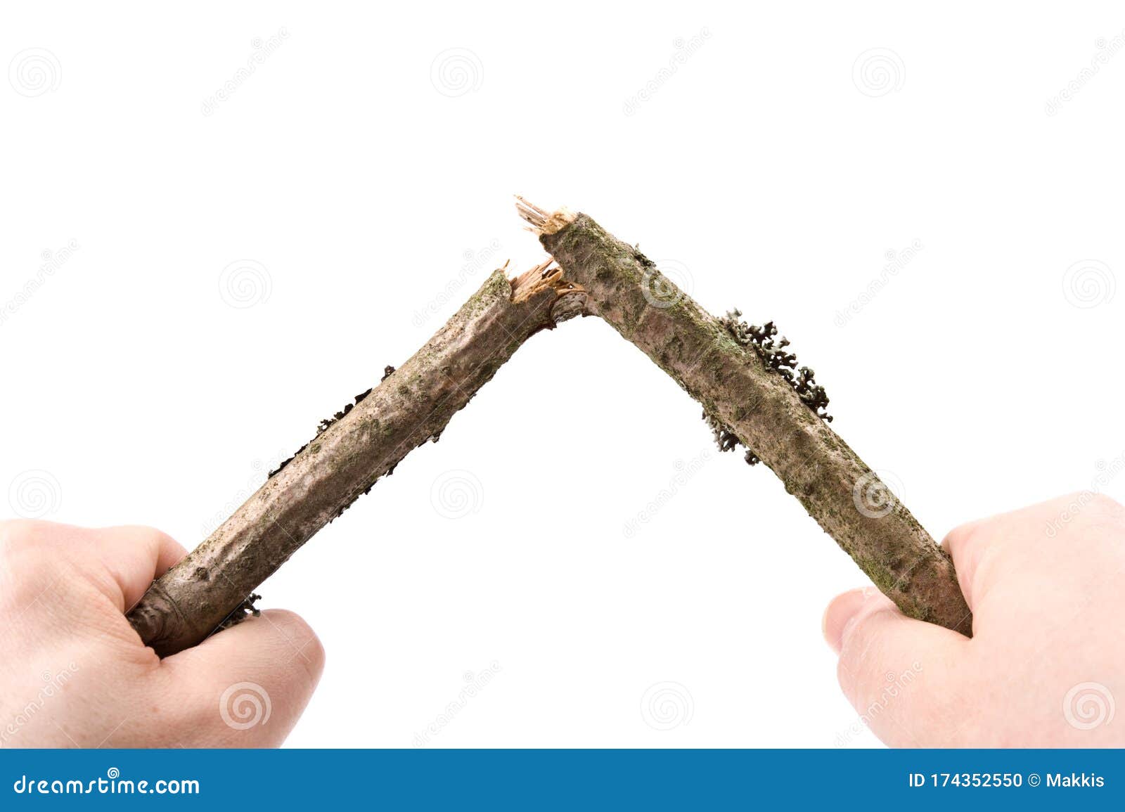 Hands breaking a dry twig stock photo. Image of plant - 174352550