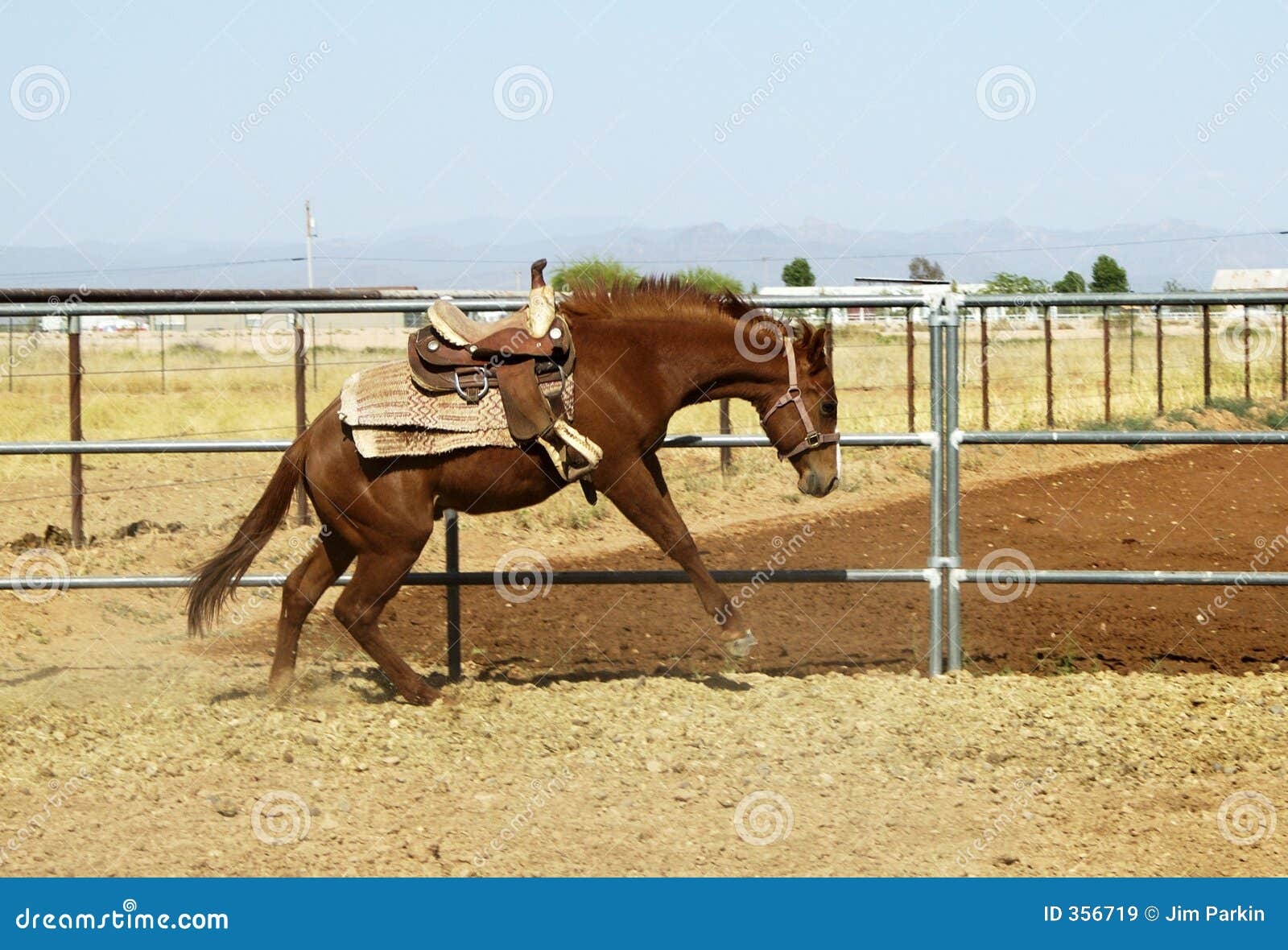 Breaking a young horse stock image. Image of motion, bronco - 356719
