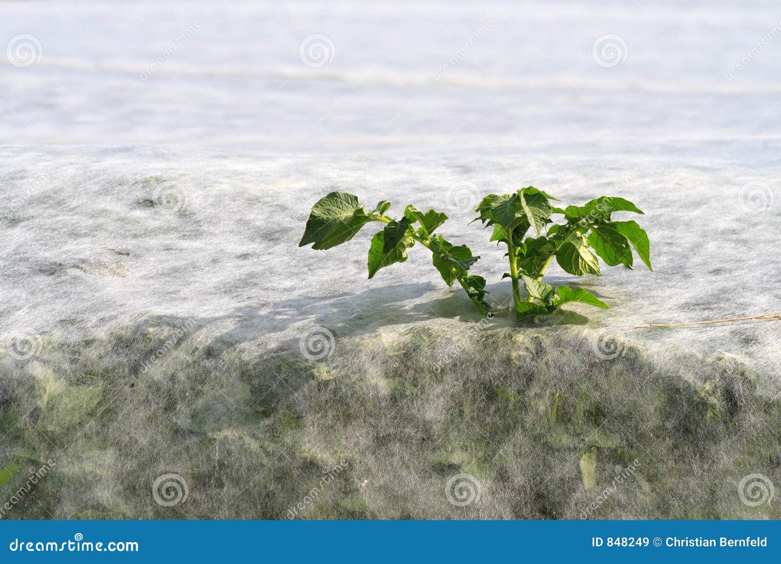 Breakthrough stock image. Image of growing, cover, leaves - 848249
