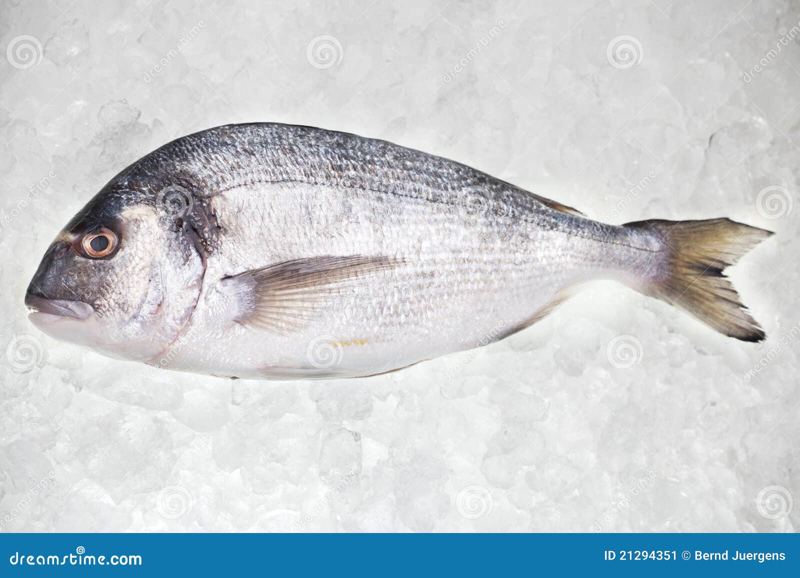 Bream stock image. Image of catch, cooled, dead, seafood - 21294351