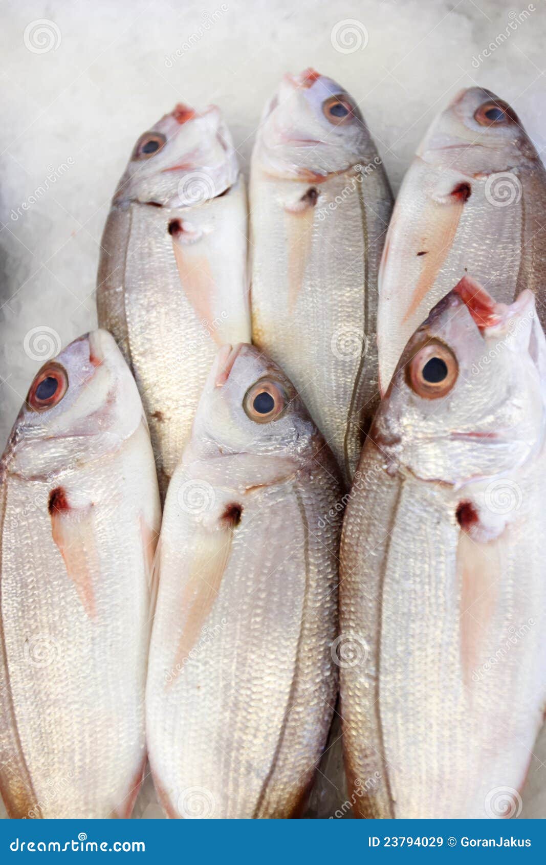 Bream stock image. Image of ocean, catch, fishy, dinner - 23794029
