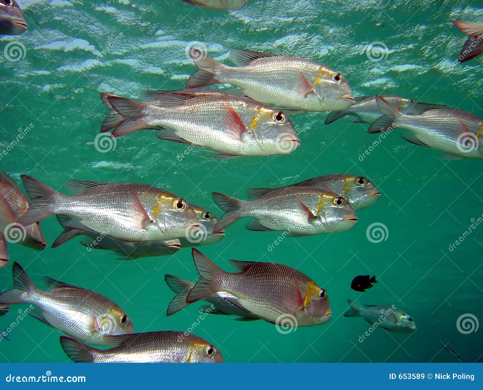 Bream stock image. Image of silver, explorer, frontier - 653589
