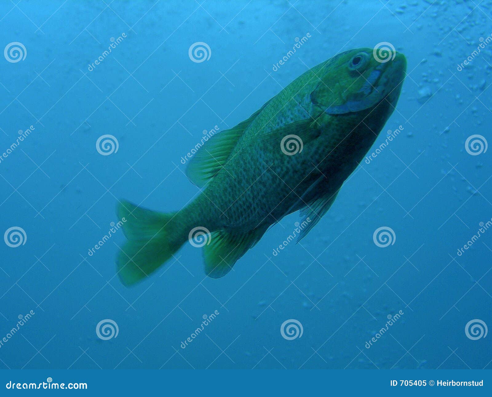 Bream in Basin stock image. Image of blue, leon, feeding - 705405