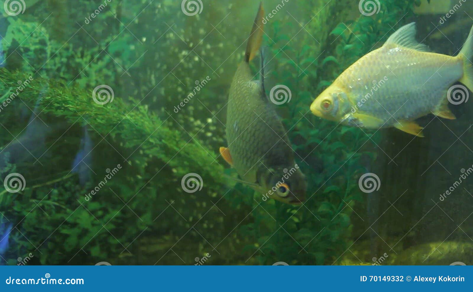 Bream fish in the aquarium stock footage. Video of fishing - 70149332