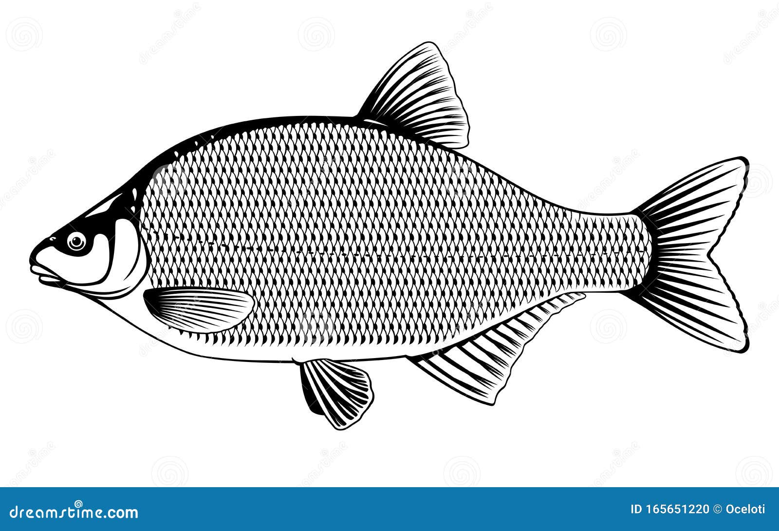 Bream fish black and white stock vector. Illustration of adult - 165651220