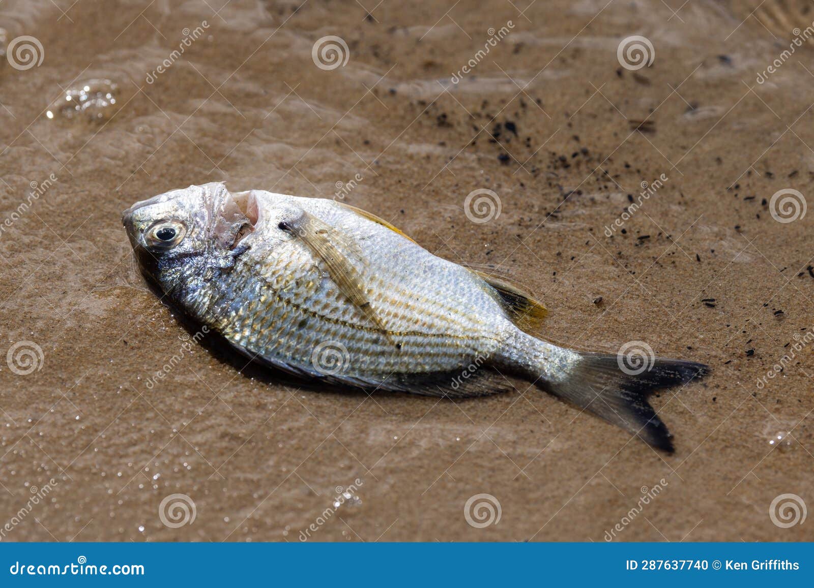 Bream fish stock photo. Image of fish, australia, edge - 287637740