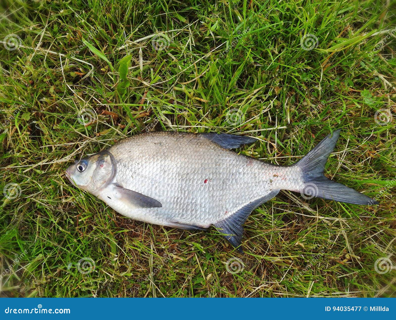 Bream fish stock image. Image of animal, lithuania, fish - 94035477