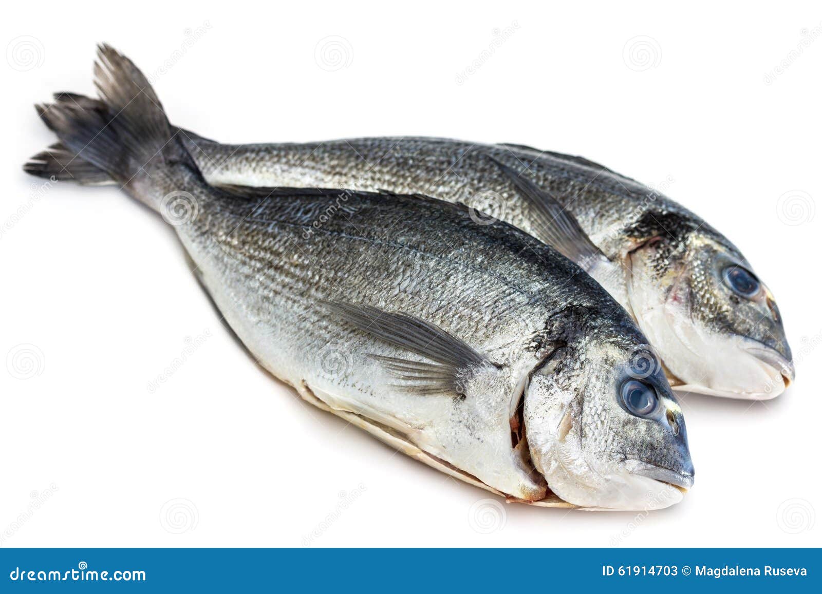 Bream fish isolated stock image. Image of closeup, animal - 61914703