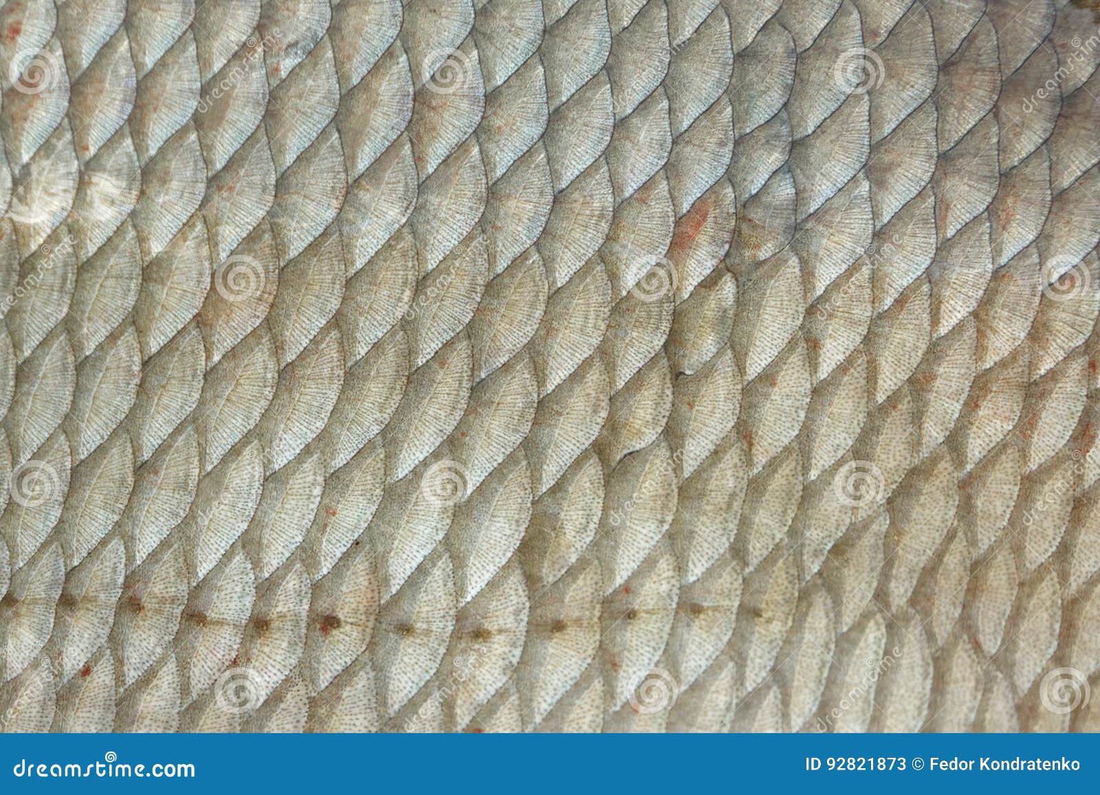 Bream fish scales stock image. Image of light, yellow - 92821873