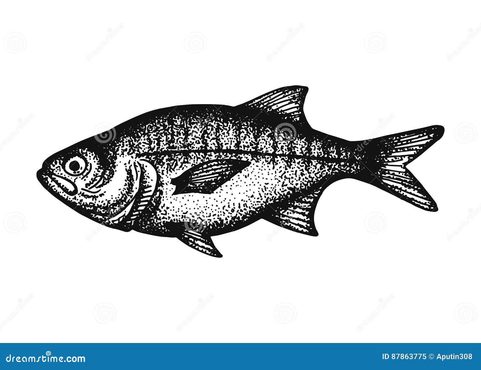Bream fish sketch stock vector. Illustration of fresh - 87863775