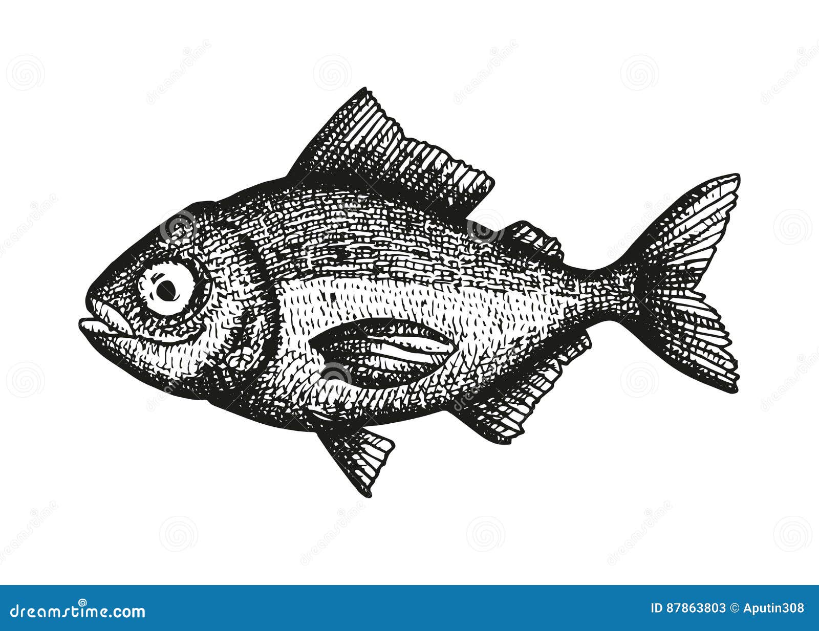 Bream fish sketch vector stock vector. Illustration of vintage - 87863803