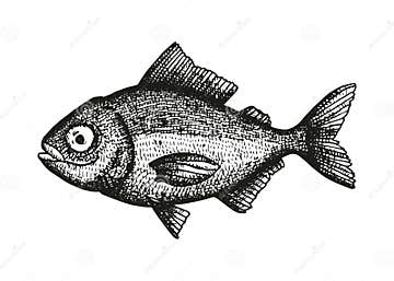 Bream fish sketch vector stock vector. Illustration of vintage - 87863803