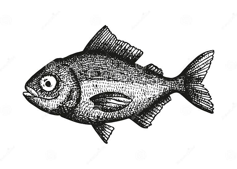 Bream fish sketch vector stock vector. Illustration of vintage - 87863803