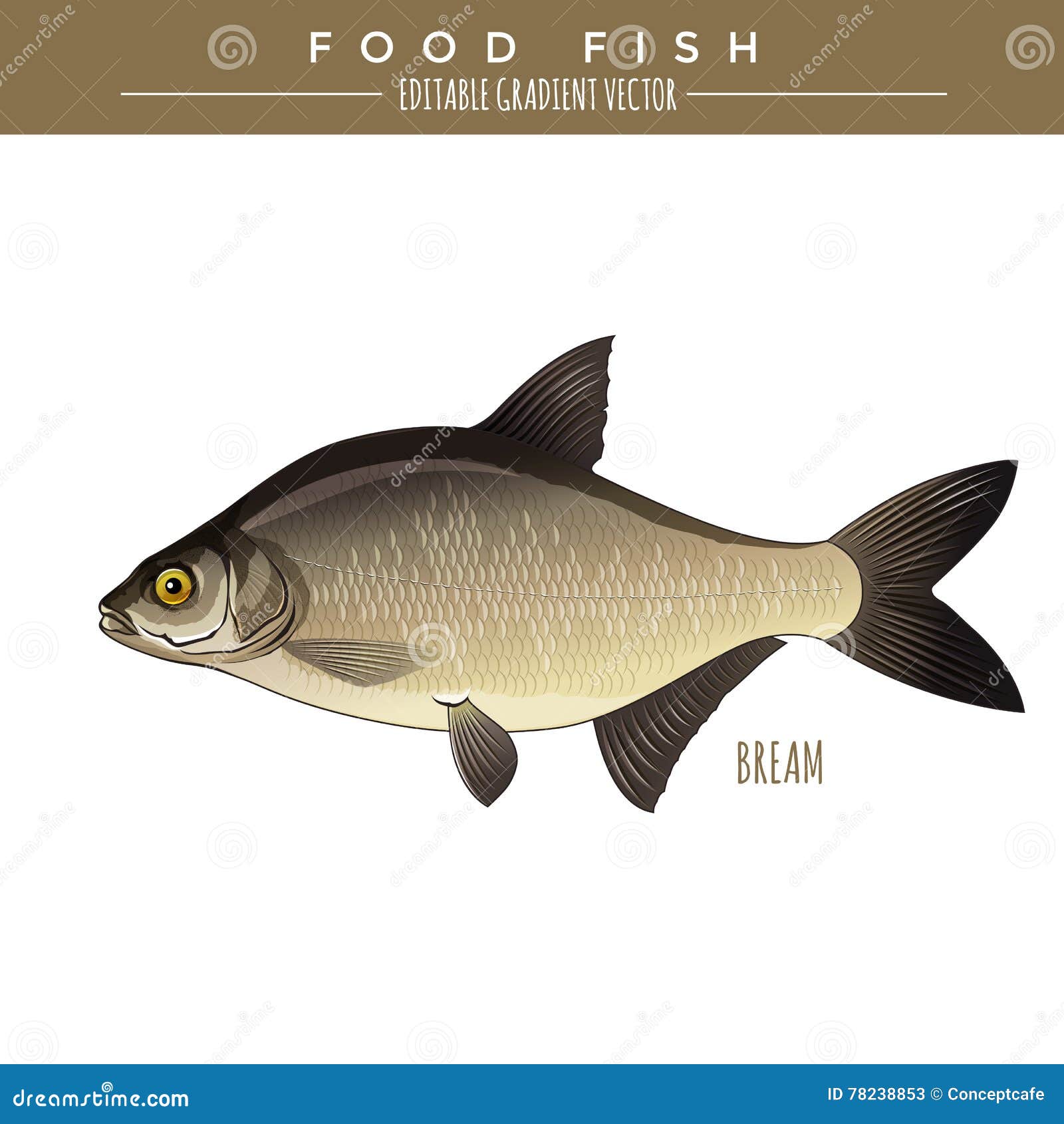 Bream. Food Fish stock vector. Illustration of wildlife - 78238853