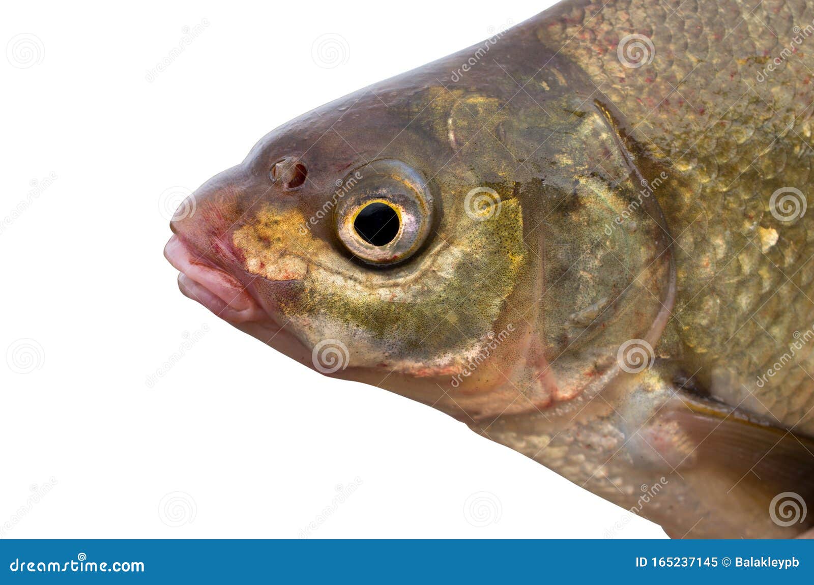 Bream Head Close-up Isolated Stock Image - Image of large, angling ...