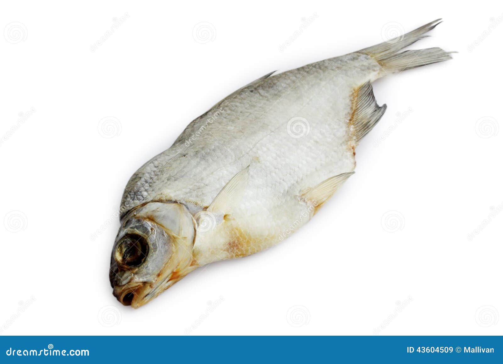 Bream, isolated stock image. Image of countries, meat - 43604509