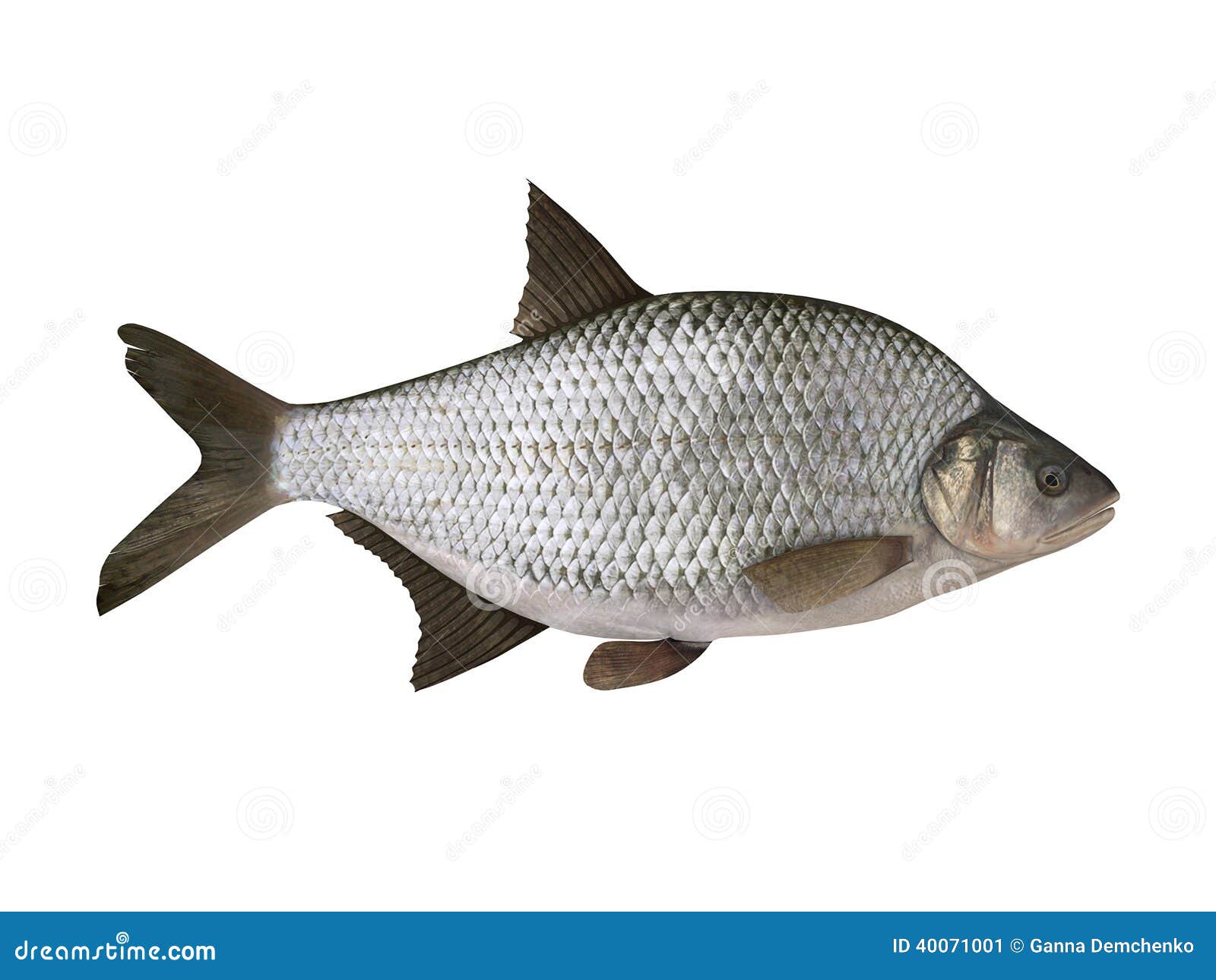 Common Bream, Vector Cartoon Illustration | CartoonDealer.com #67975412