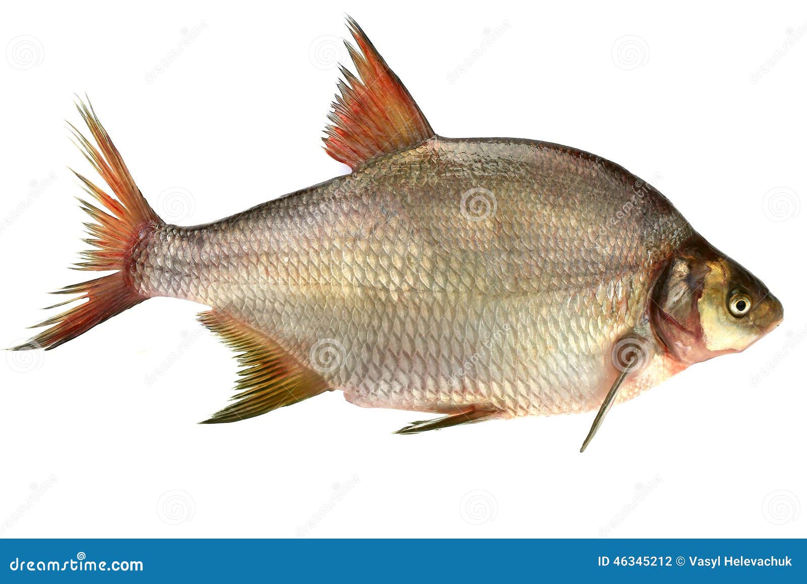 Bream stock photo. Image of menu, healthy, bream, animal - 46345212