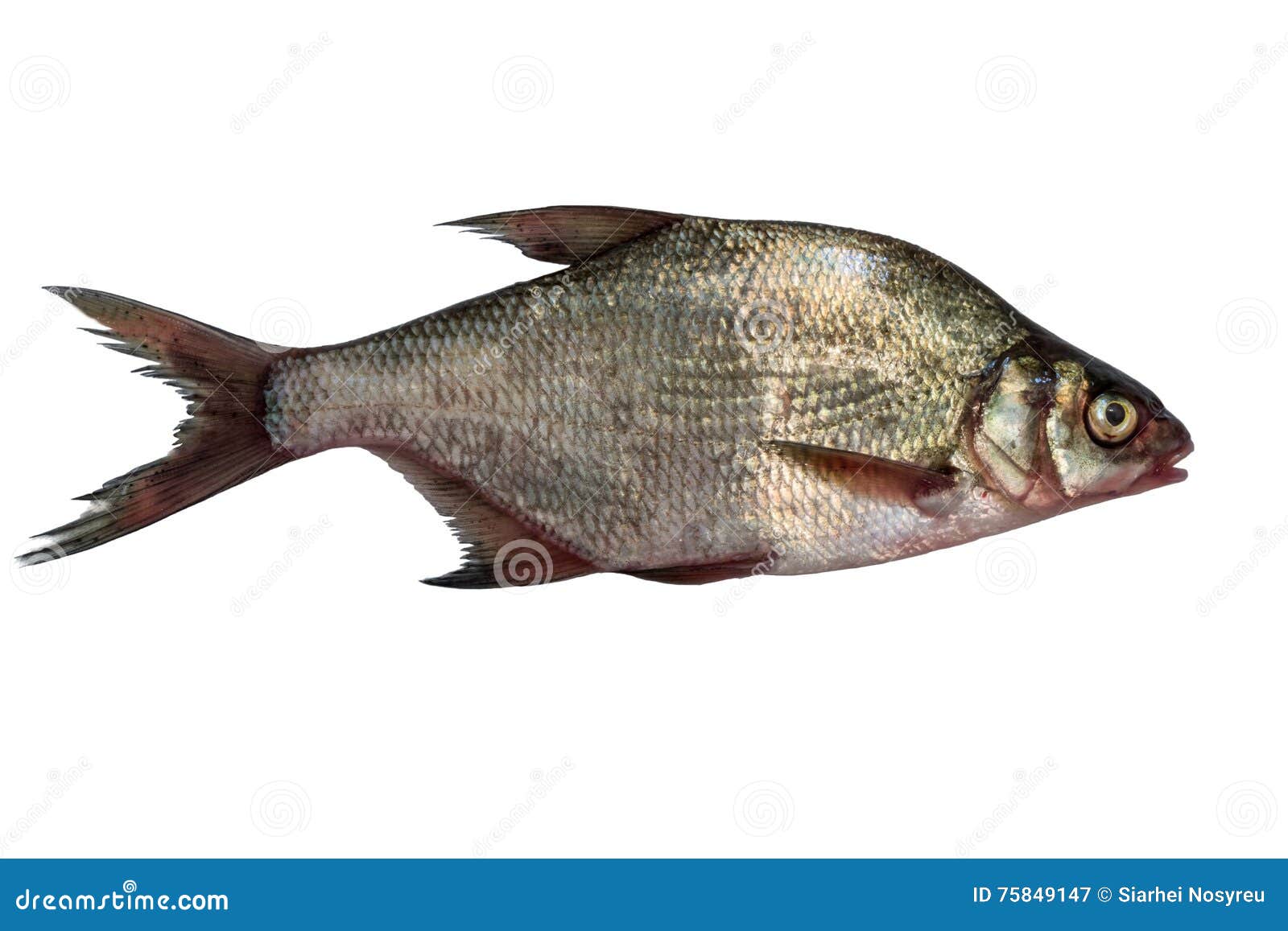 Bream Isolated on White Background Stock Image - Image of closeup ...