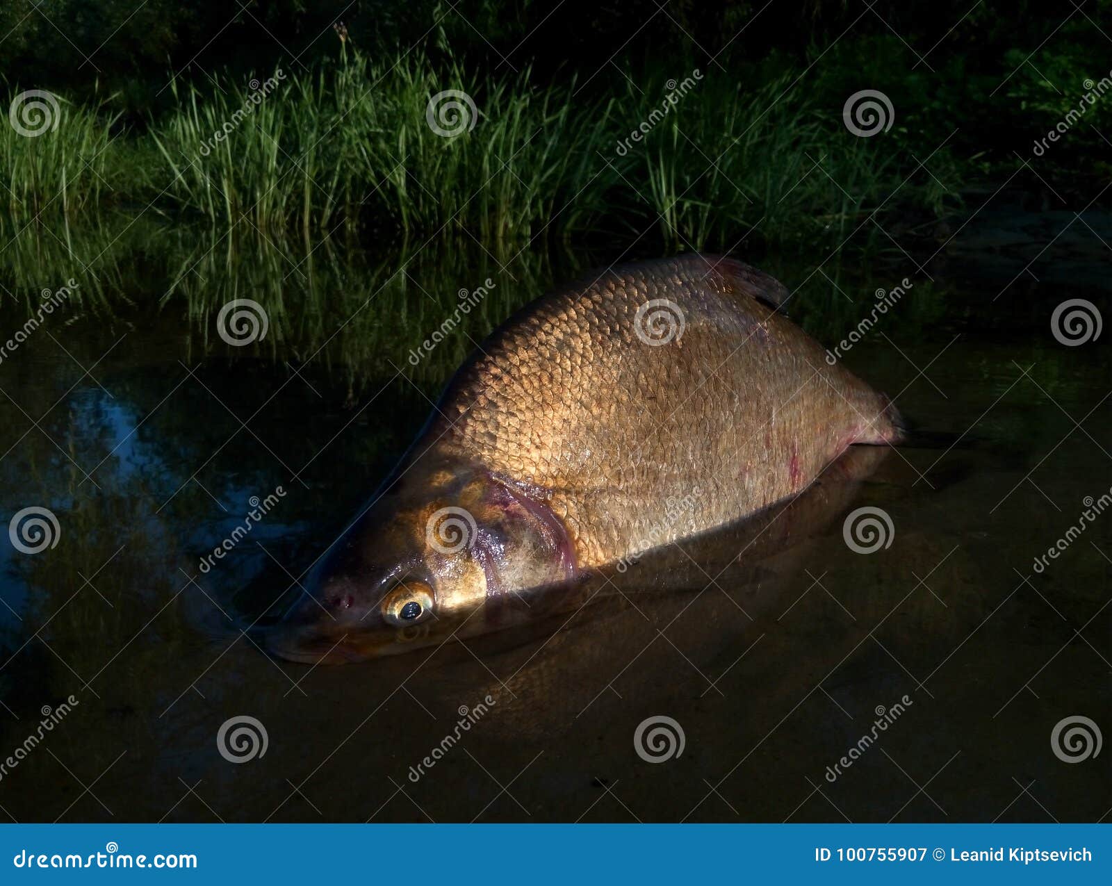 Fish stock image. Image of looks, fish, river, fishing - 100755907