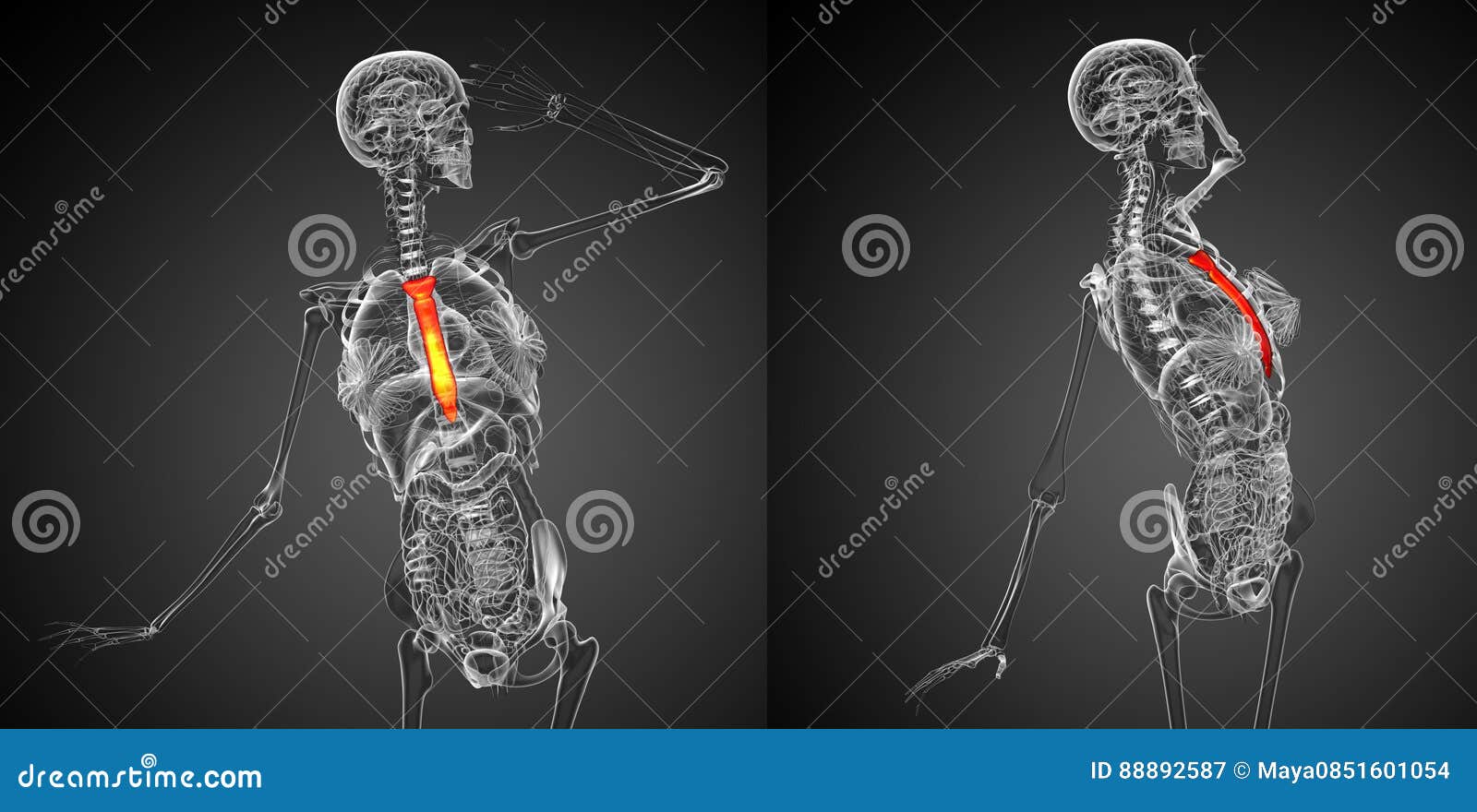 Breast bone stock illustration. Illustration of sternum - 88892587