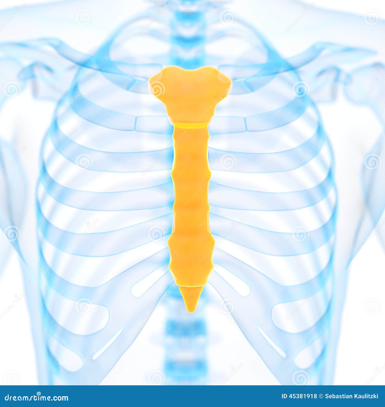 The breast bone stock illustration. Illustration of breast - 45381918