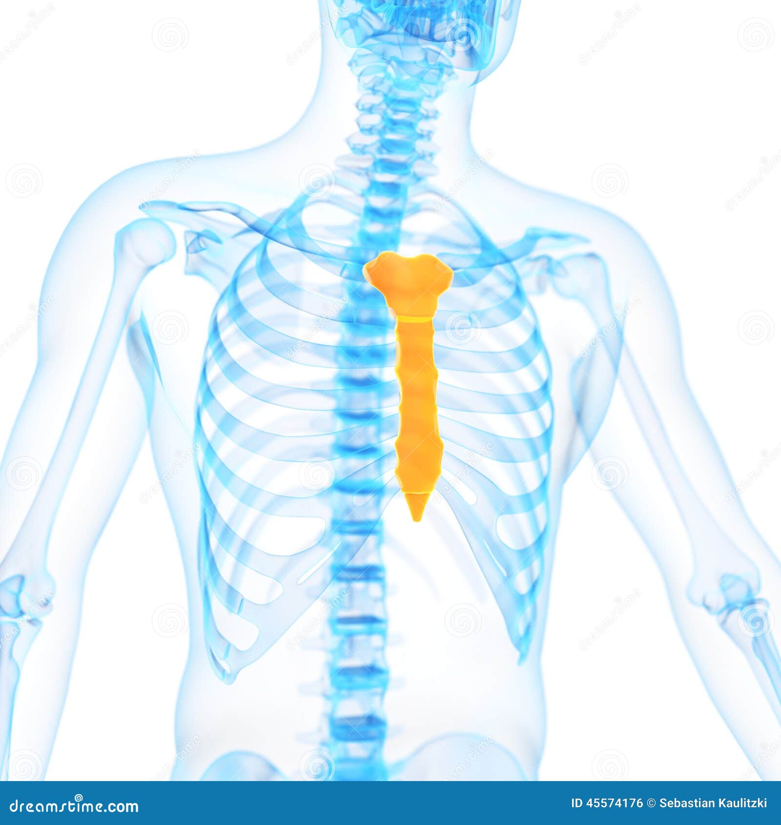 The breast bone stock illustration. Illustration of breastbone - 45574176