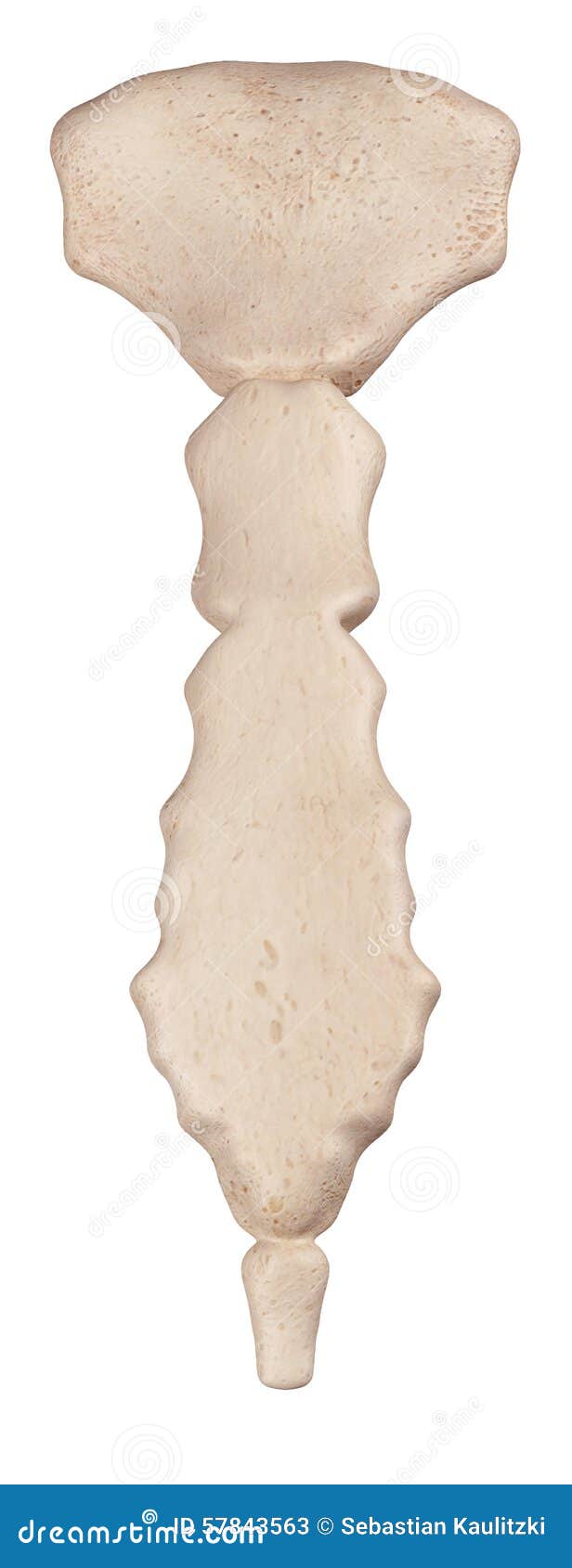 Sternum Anatomy Unlabeled