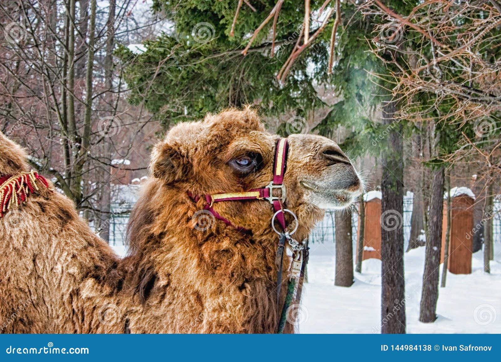 Breath of the Camel. Archangelskoe Manor 2009. Stock Photo - Image of ...