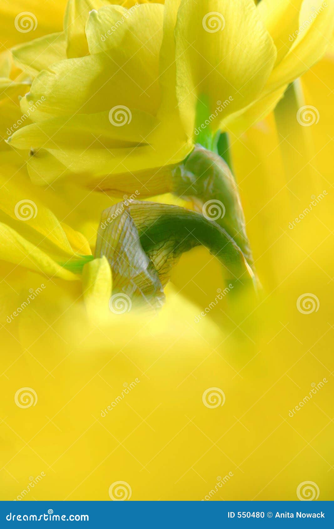 Breath of spring stock photo. Image of nature, design, harmony - 550480