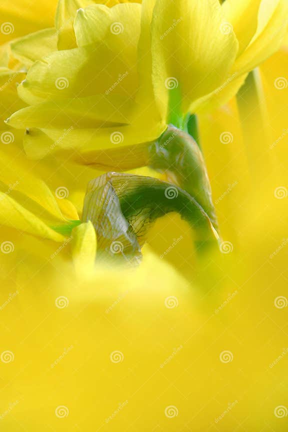 Breath of spring stock photo. Image of nature, design, harmony - 550480