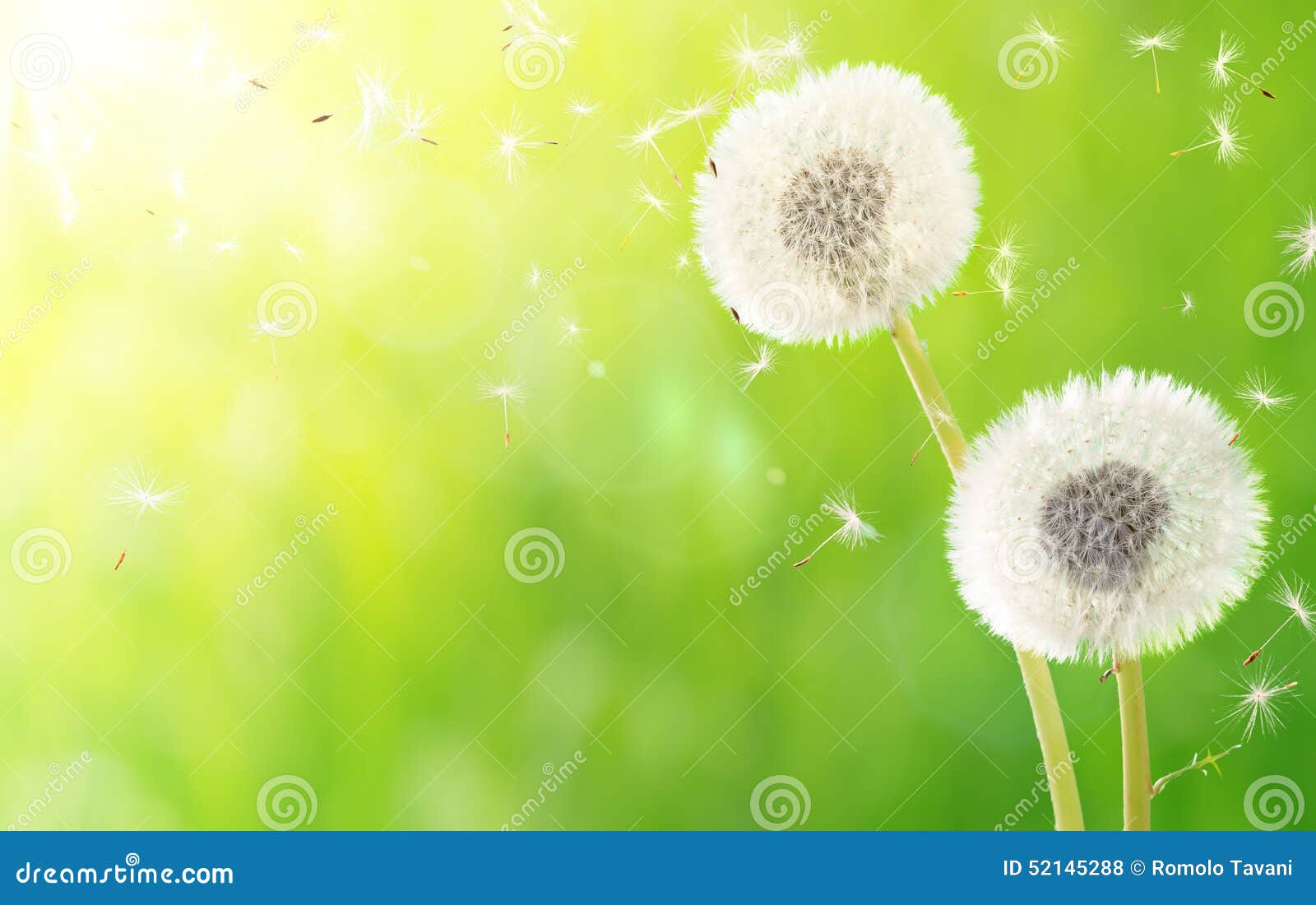 Breath of Spring - Dandelions Stock Photo - Image of delicate, flying ...