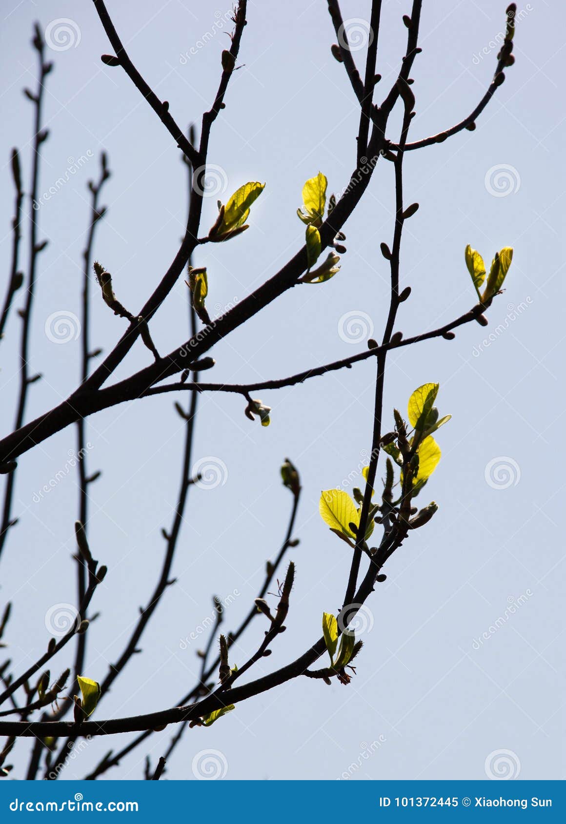 Breath of Spring stock image. Image of trees, coming - 101372445