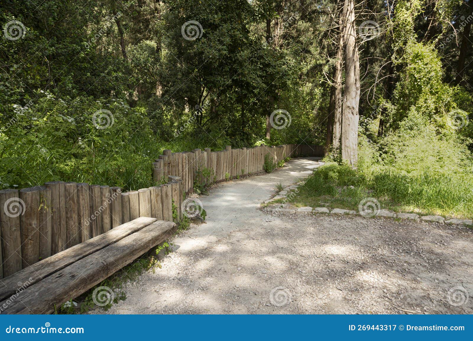 Breathe Fresh Air in the Forest in Spring Stock Image - Image of ...