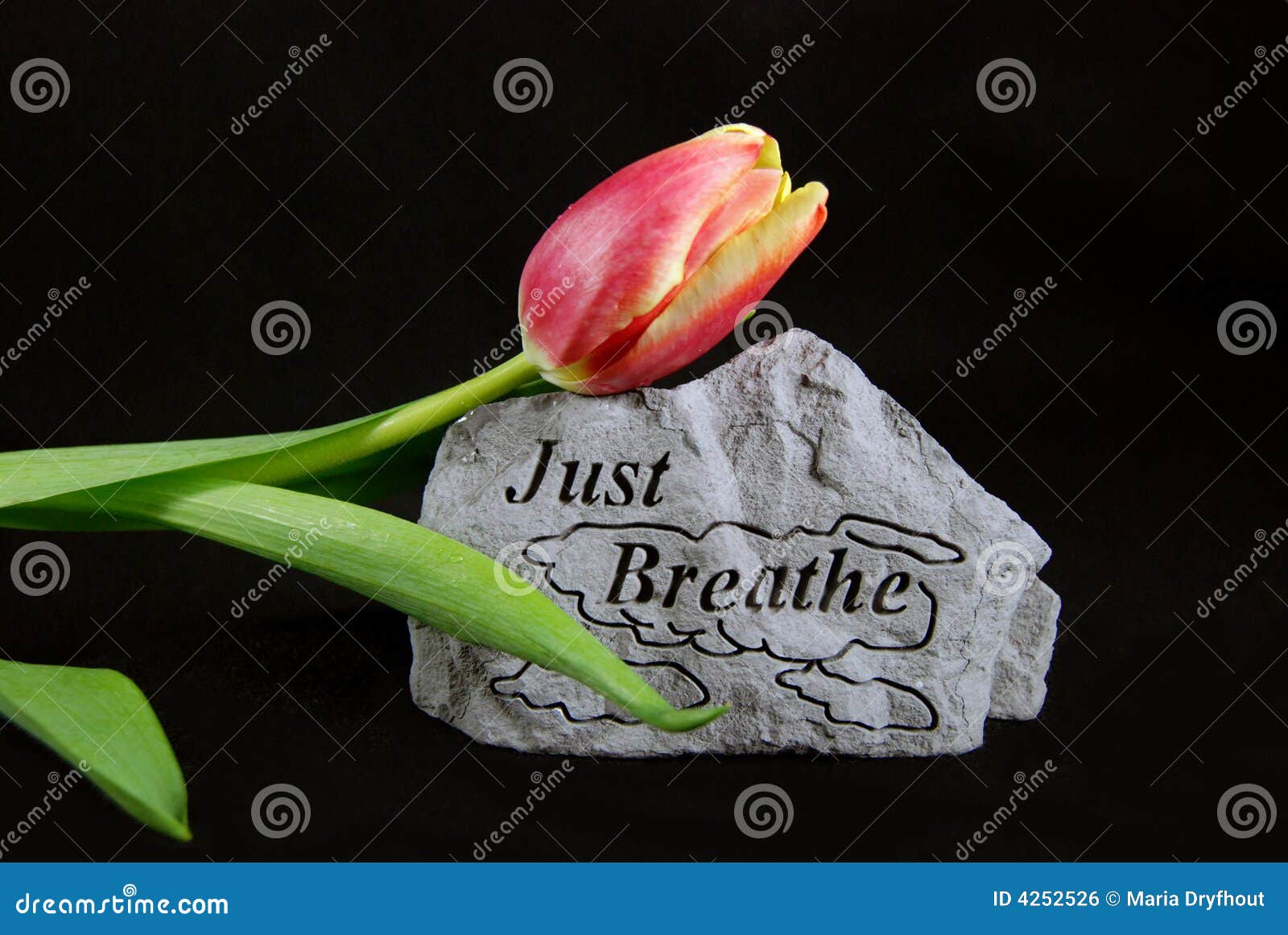 Breathe in Spring stock photo. Image of rock, import, simple - 4252526
