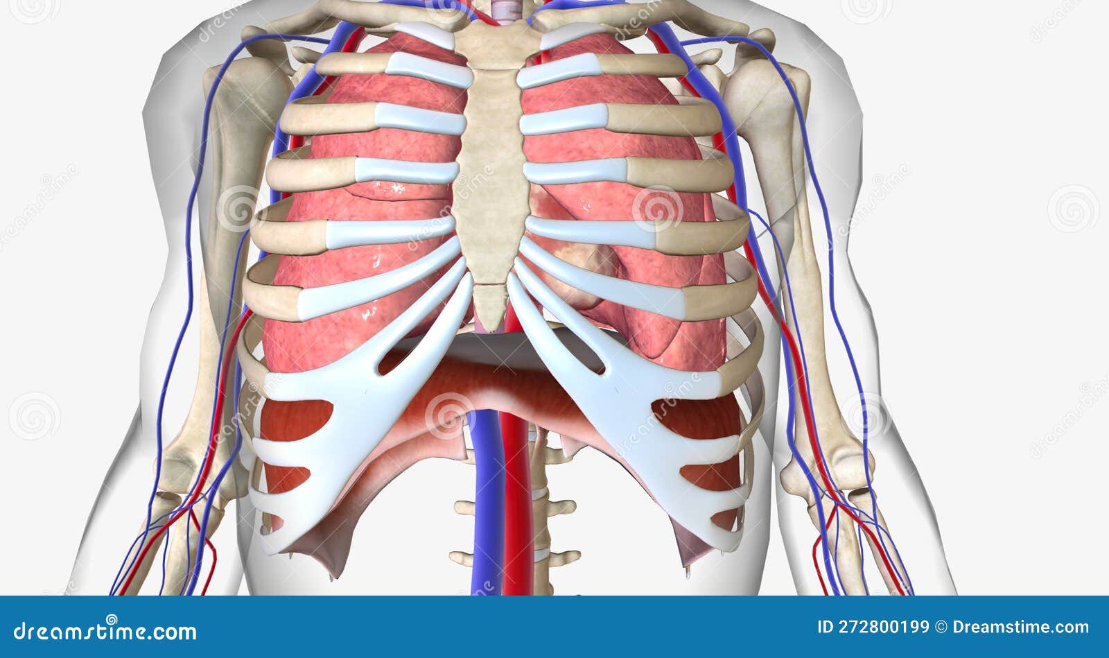 The Breathing Dynamics with Heart Stock Illustration - Illustration of ...