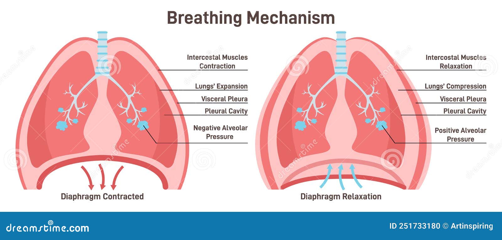 The Human Breathing Mechanism - vrogue.co The Human Breathing Mechanism - vrogue.co