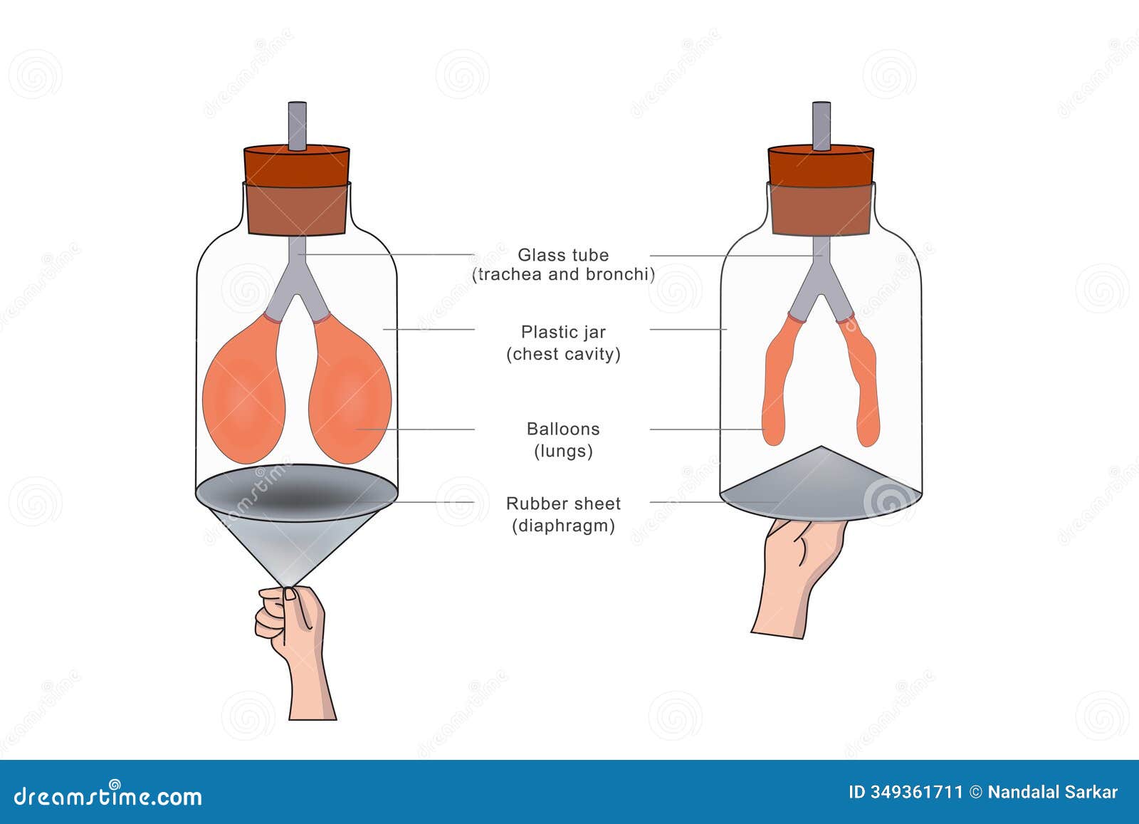 A Breathing Model Shows Lung Function, Simulating Airflow with Balloons ...