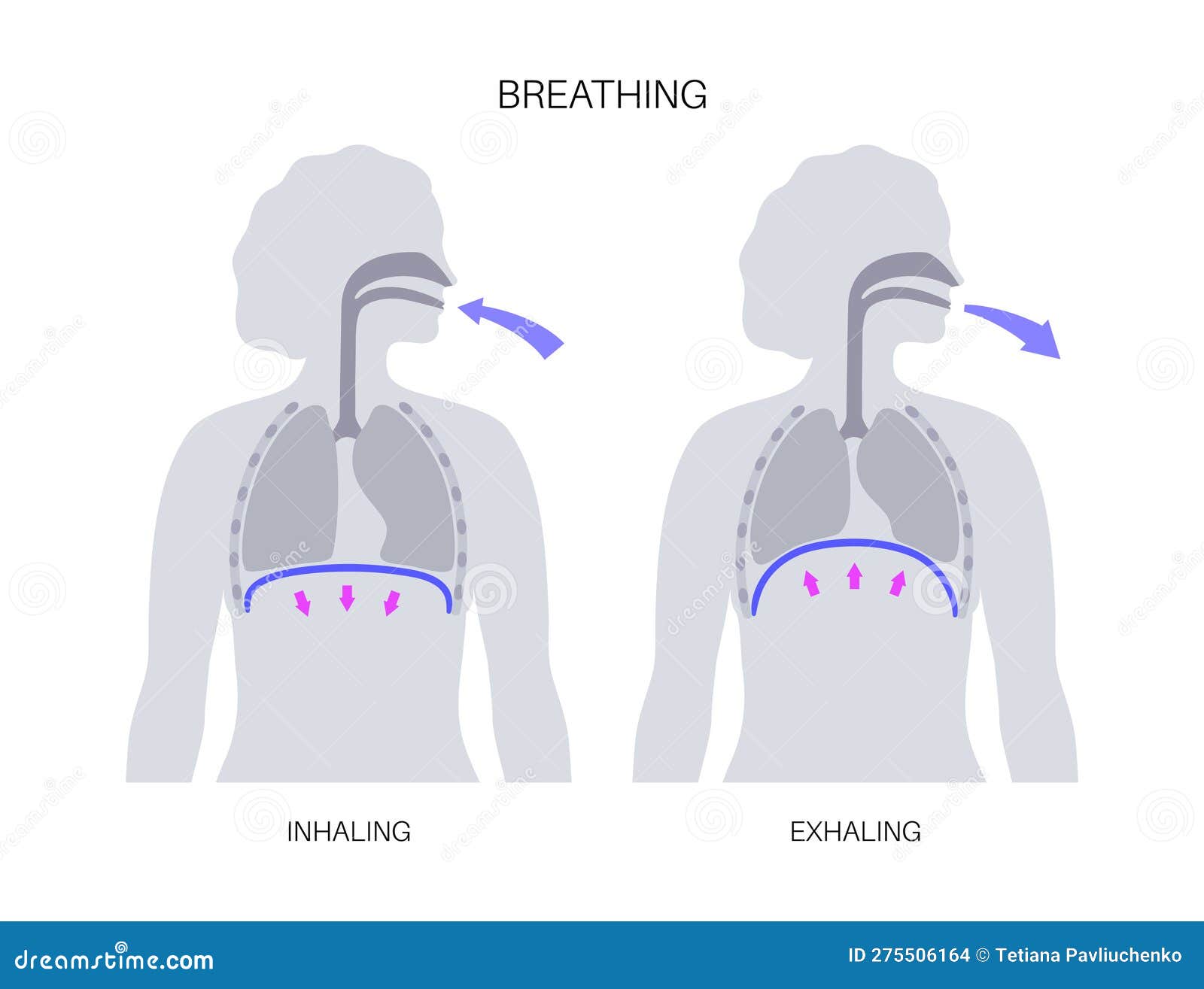 Breathing Process Respiration System Diaphragm Inhalation And