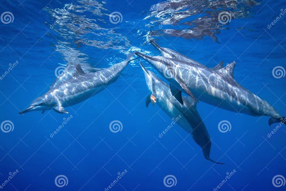 Breathing Pyramid stock photo. Image of life, water - 106699232