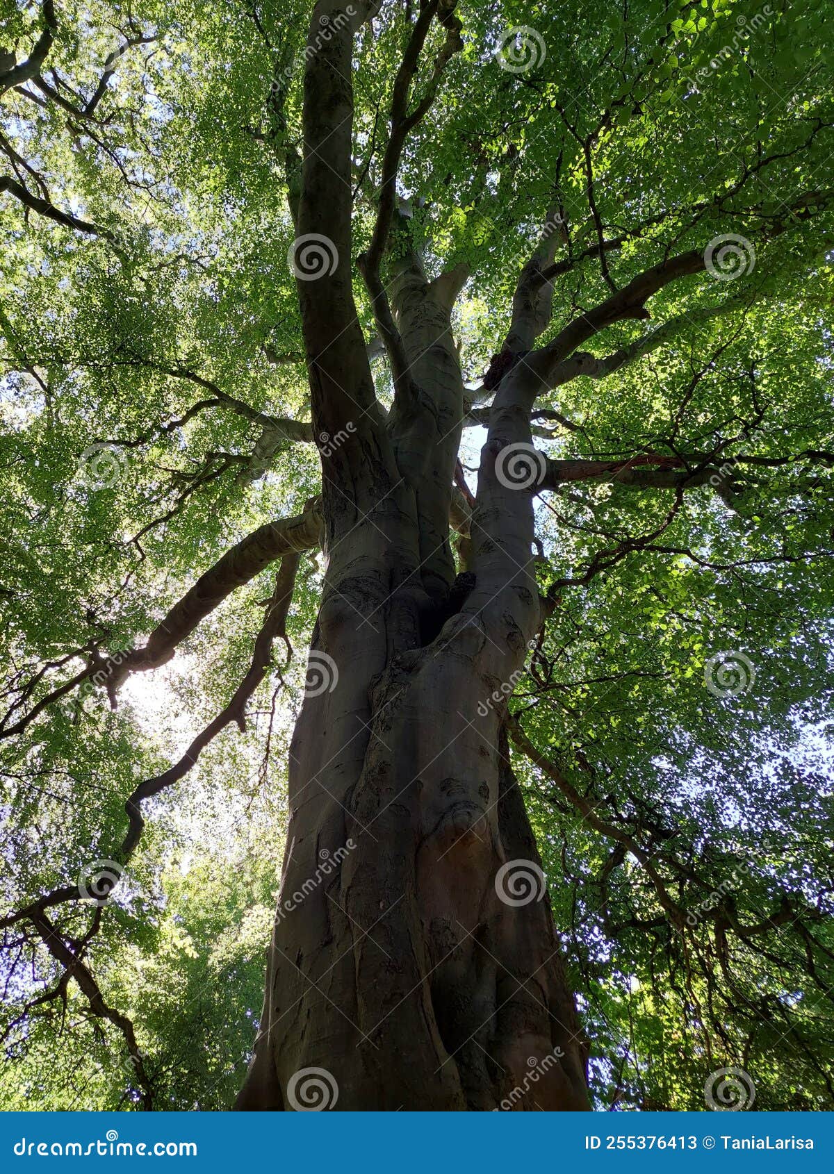 Breathing Tree Under Summer Sun Stock Image - Image of tall, sunlight ...