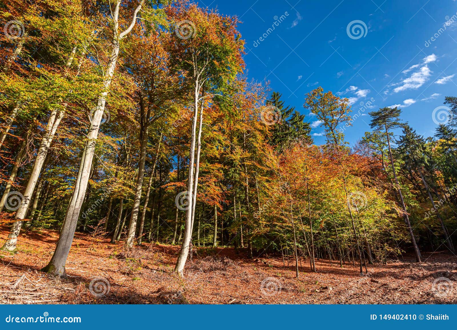 Breathtaking and Colorful Path in the Forest Stock Photo - Image of ...