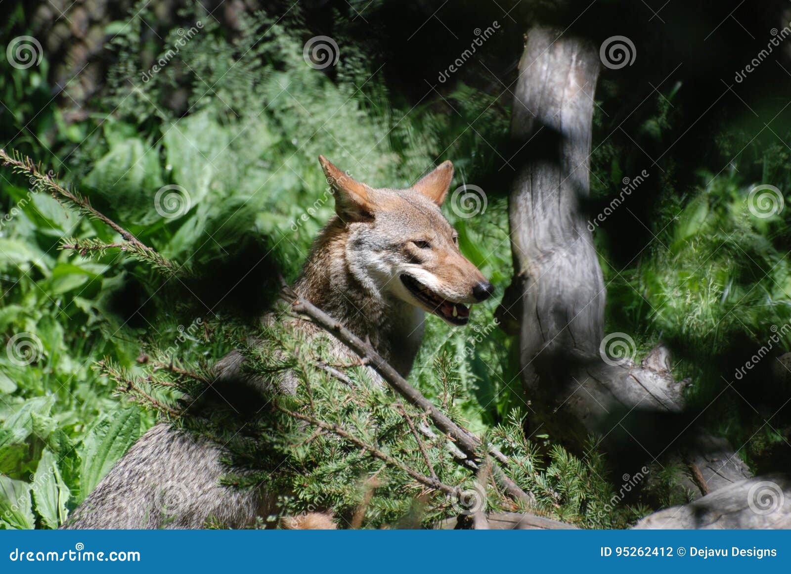 Breathtaking Multi-colored Timber Wolf Enjoying the Wilderness Stock ...