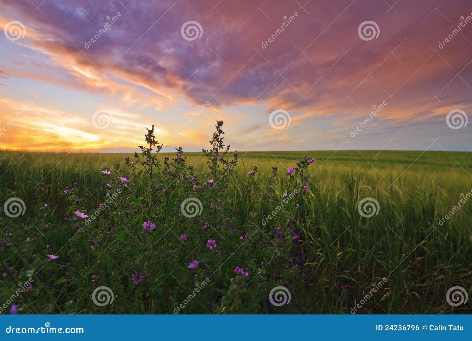 Breathtaking Red Sunset and Twilight Over Field Stock Photo - Image of ...