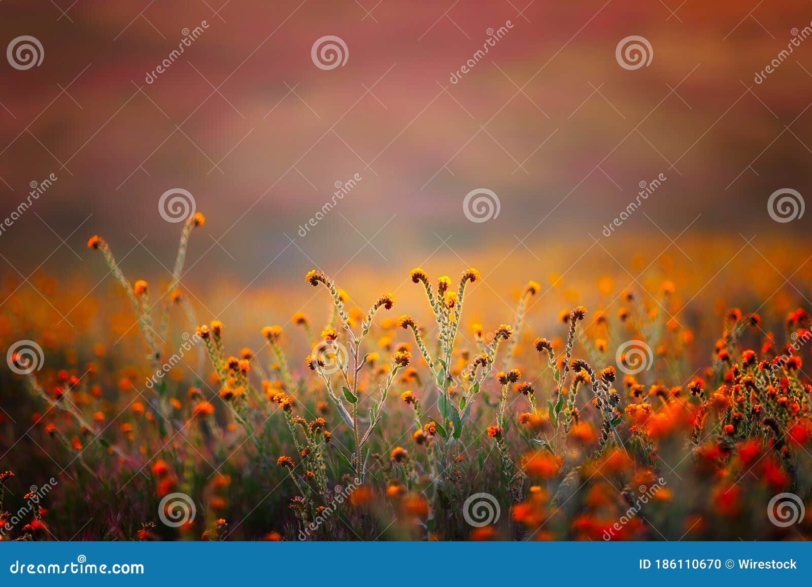 Breathtaking Scenery of Beautiful Orange Wildflowers Stock Photo ...