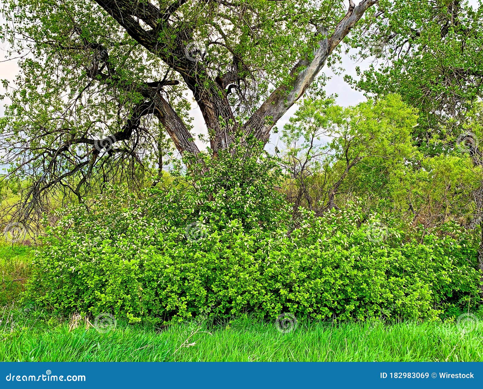 Breathtaking Scenery of a Tall Thick Tree in a Forest Surrounded by ...