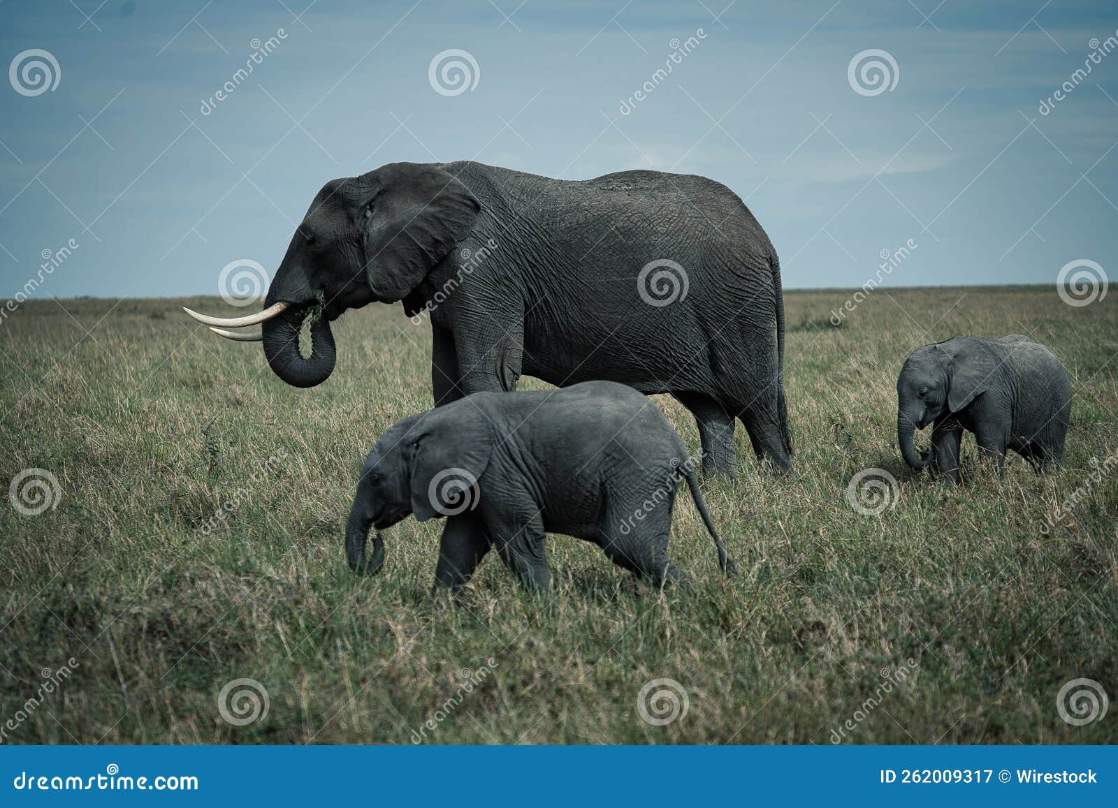 Breathtaking Shot of a Big Elephant with Its Cubs Stock Image - Image ...