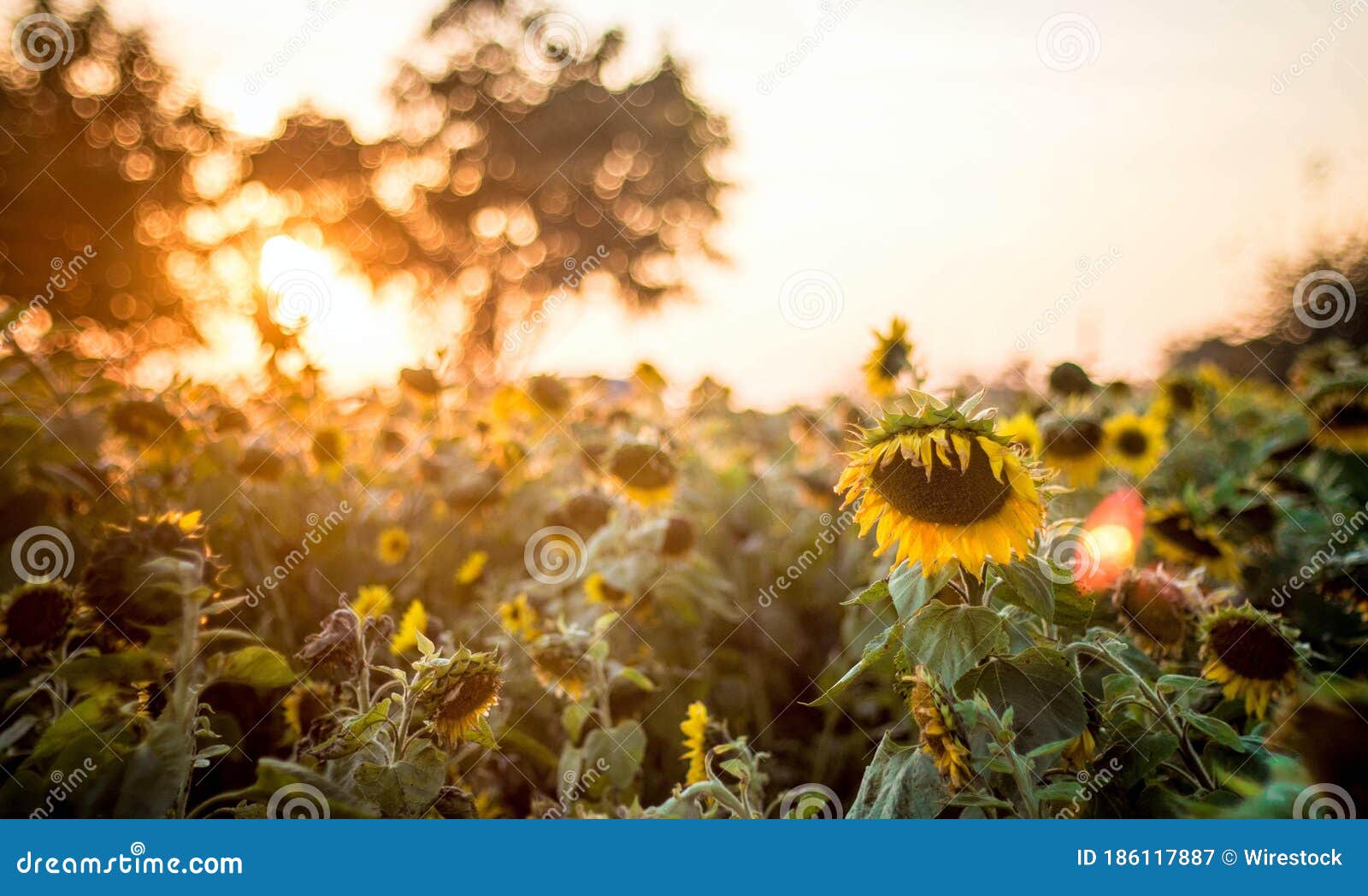 Breathtaking Shot of Sunflowers Blooming Under a Sunlight Stock Image ...