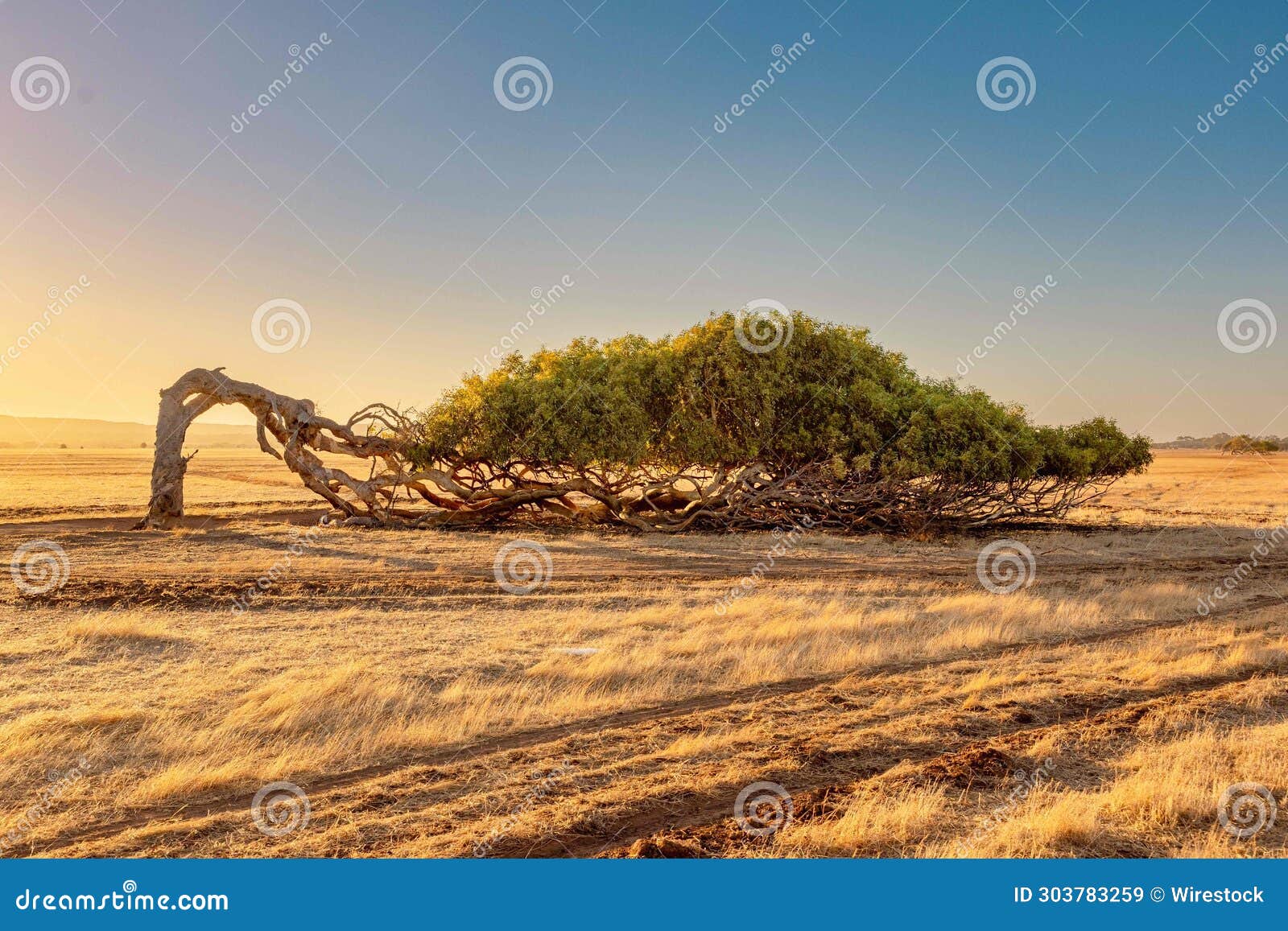 Breathtaking Sunset Casting a Leaning Tree in Western Australia Stock ...