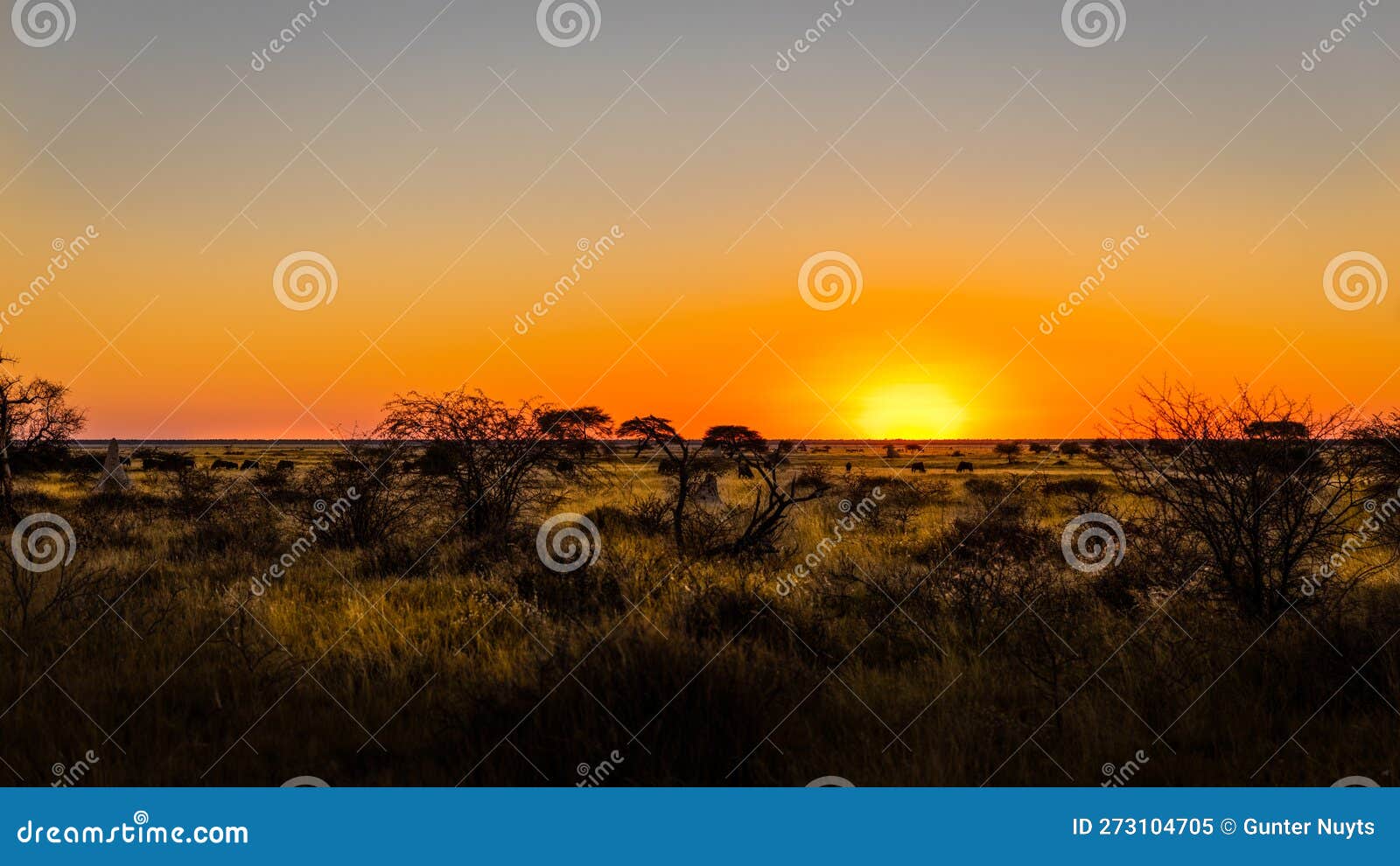 A Breathtaking Sunset, Onguma Game Reserve, Namibia. Stock Image ...